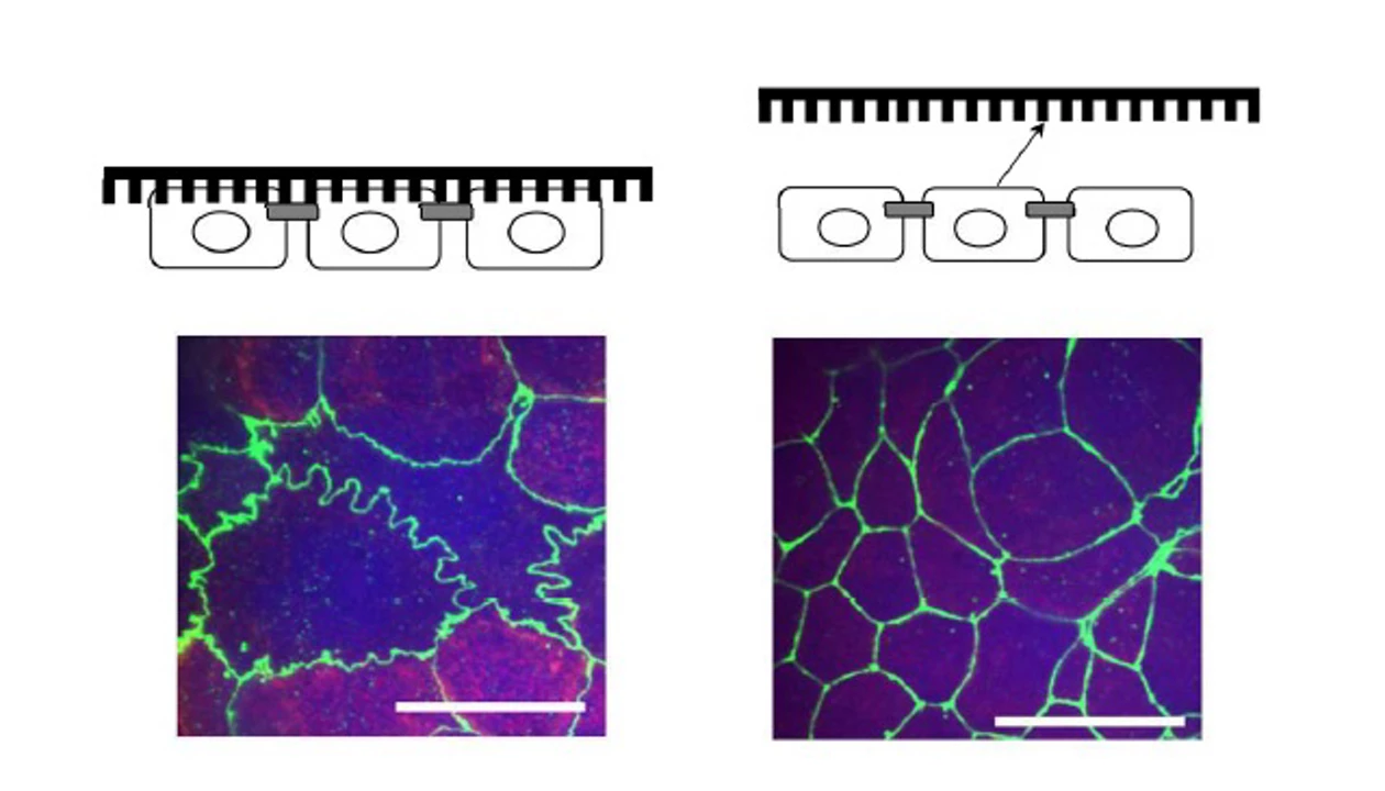 Nanostructured Thin Film Eases Drug Delivery