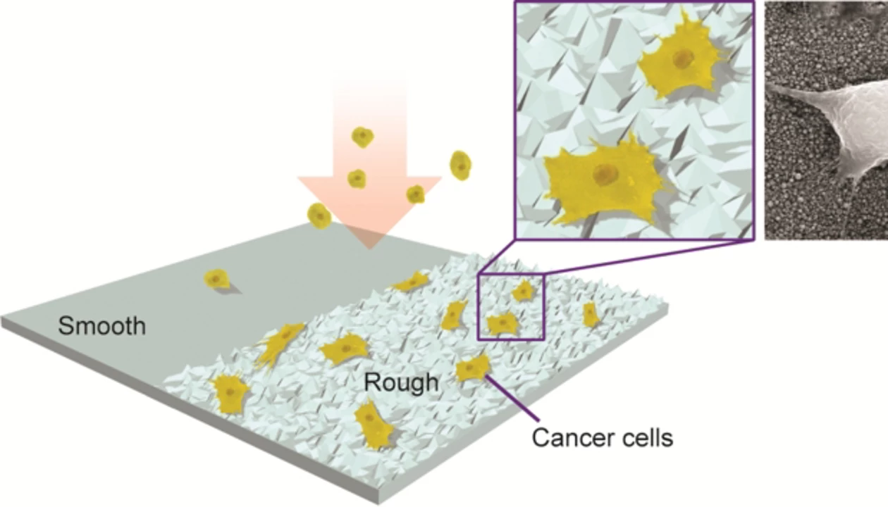 Capturing Cancer Cells With Rough Surfaces