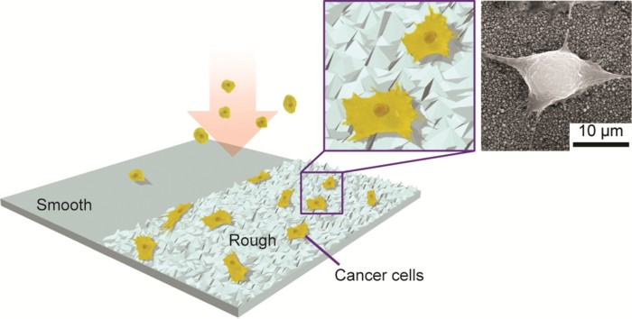 Capturing-Cancer-Cells-Rough-Surfaces