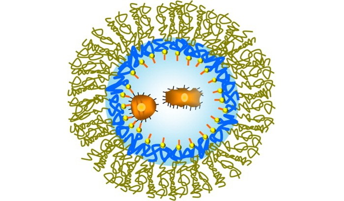 Training-Immune-Cells-Combat-Disease