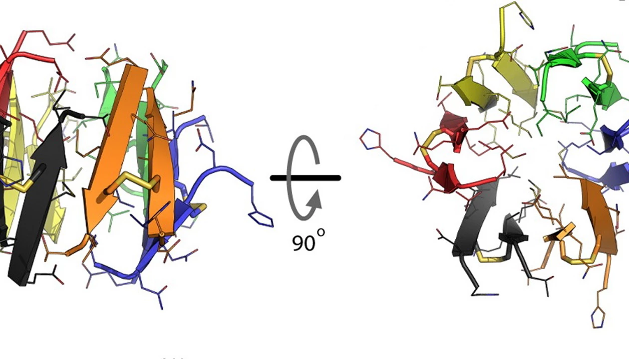 Prion Protein Fragment Hints At Infection Mechanism