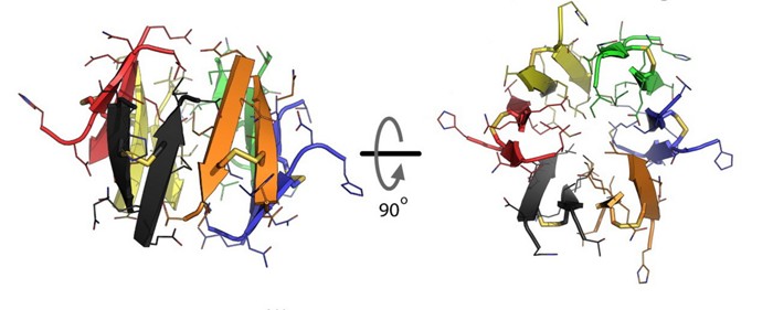 Prion-Protein-Fragment-Hints-Infection