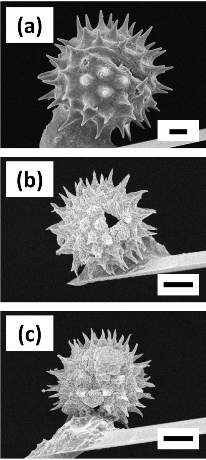 Mimicking-Pollens-Sticky-Tricks
