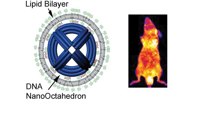 Virus-Inspired-Coating-Protects-DNA
