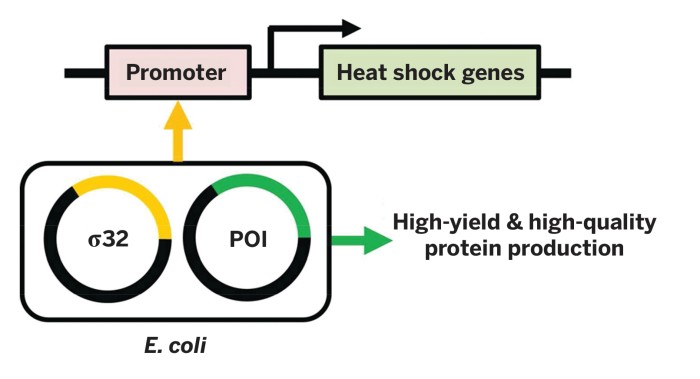 Hijacking-Bacterias-Heat-Shock-Response