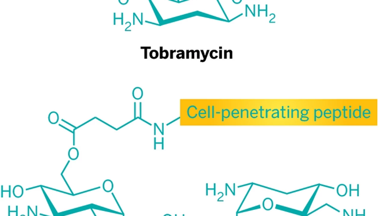 Peptide-Drug Conjugate Kills Persistent Bacterial Cells
