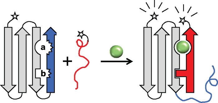 Researchers-Outline-New-Strategy-FRET