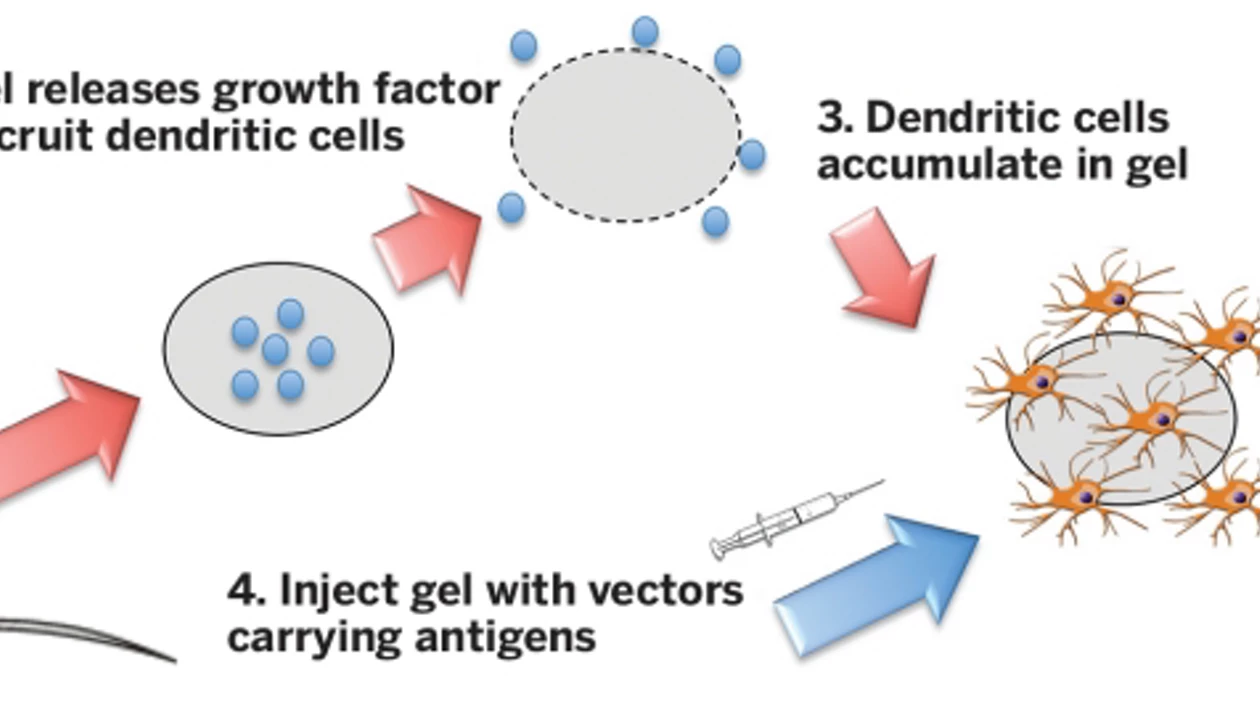 Hydrogel Recruits Immune Cells To Improve Cancer Vaccine Effectiveness