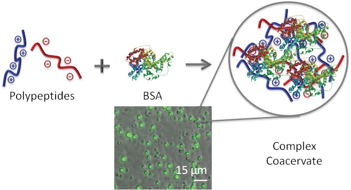 Charged-Polymers-Package-Proteins