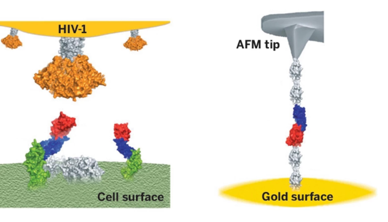 Mechanical Force May Help HIV Invade Cells