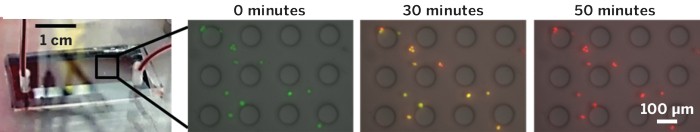 Device-Captures-Individual-Cancer-Cells