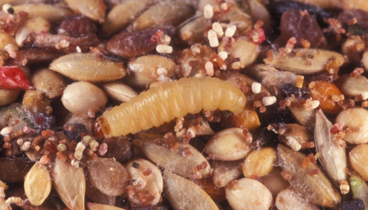 Pantry Pests Harbor Plastic-Chomping Bacteria