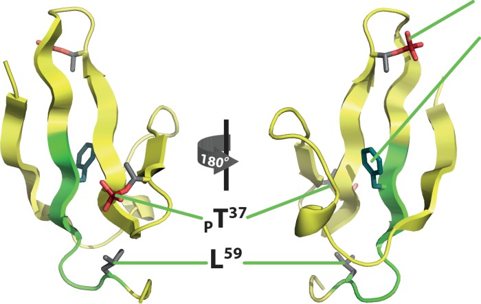 Phosphorylation-Pushes-Floppy-Protein-Fold