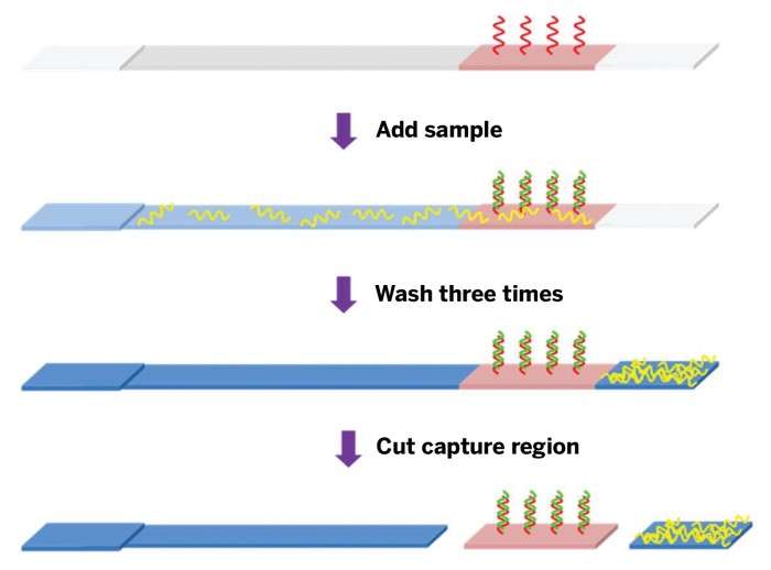Mobile-Test-Detect-Viral-DNA