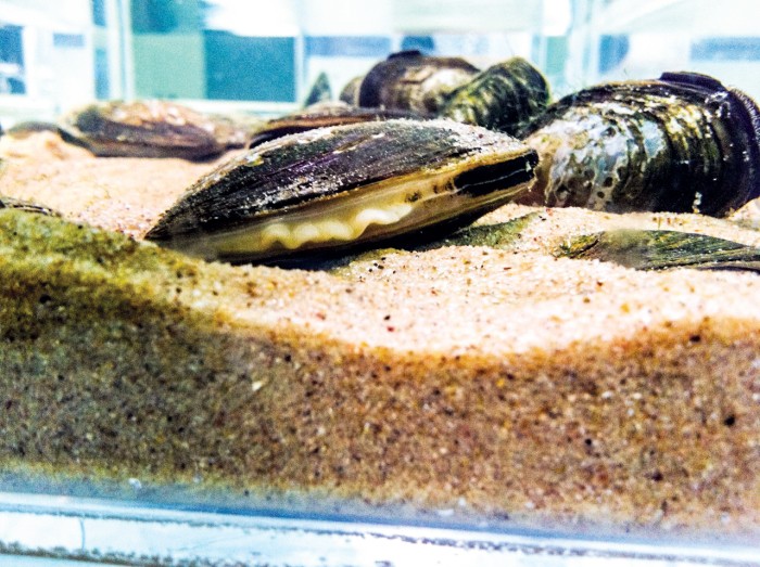 Restoring-Threatened-Mussels-Freshwater-Cut