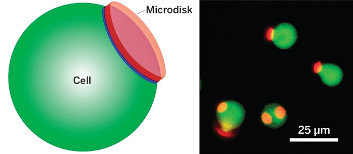 Cells-Ferry-Drugs-Disk-Shaped