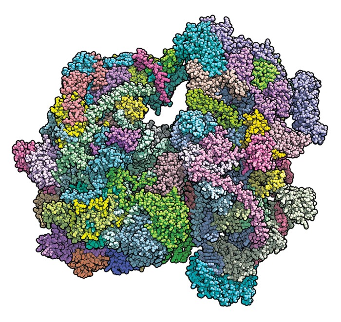 First-Pictures-Mitoribosome-Taken