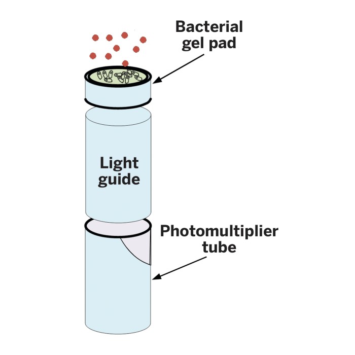 Engineered-Bacteria-Shine-Light-Air
