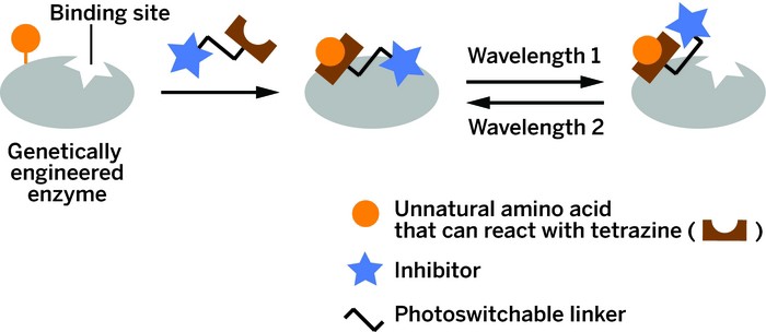 New-Approach-Control-Enzyme-Function