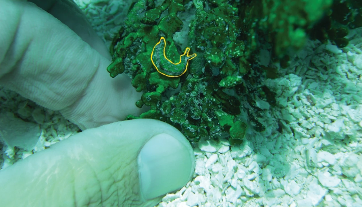 Marine Slug Steals Its Prey’s Chemical Weapons