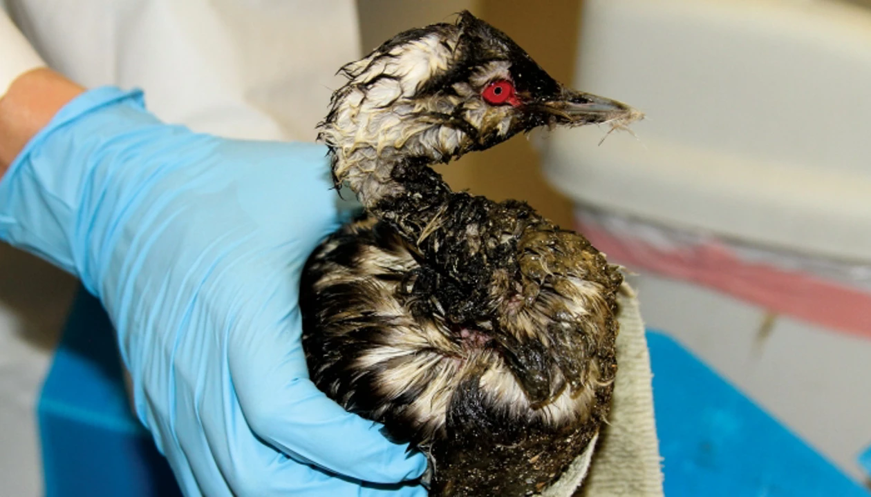 Scientists Tentatively Identify Bird-Killing Goo In San Francisco Bay