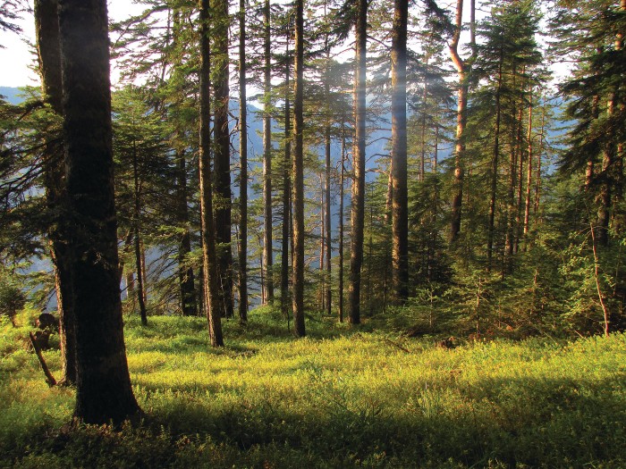 Kraton-Acquire-Arizona-Chemical