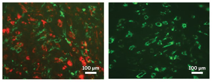 Stem-Cells-Look-Paper