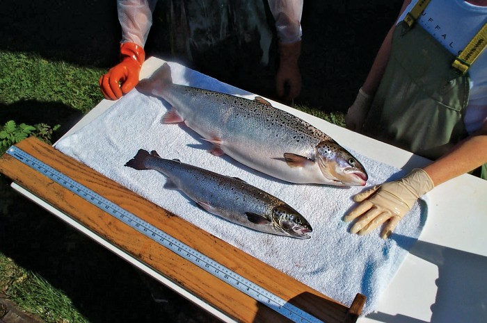 US-Approves-Gene-Altered-Salmon