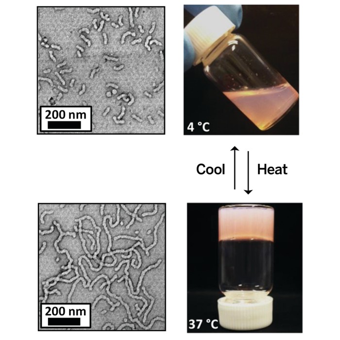 Temperature-Sensitive-Gel-Grows-Cells