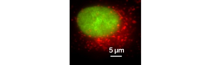 New-Fluorescent-Protein-Studying-Living