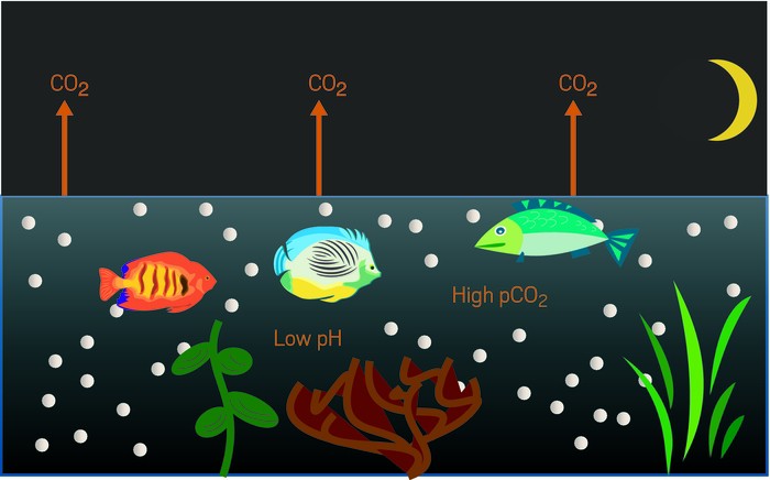 Bubbles-targeted-remedy-ocean-acidification