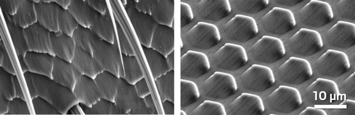 Firefly-inspires-brighter-LEDs