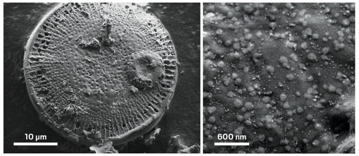 Diatoms-become-silica-scaffolds-growing