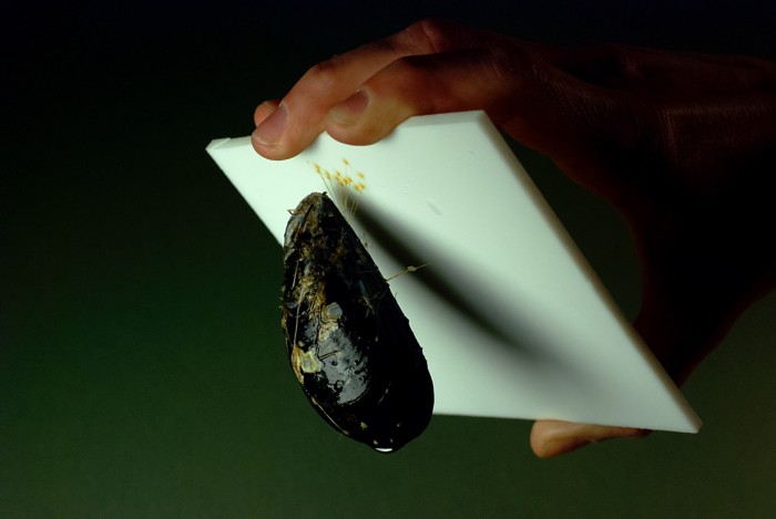 Antioxidant-coating-help-reduce-marine