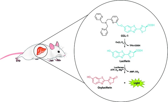 Designer-molecule-tracks-coppers-role