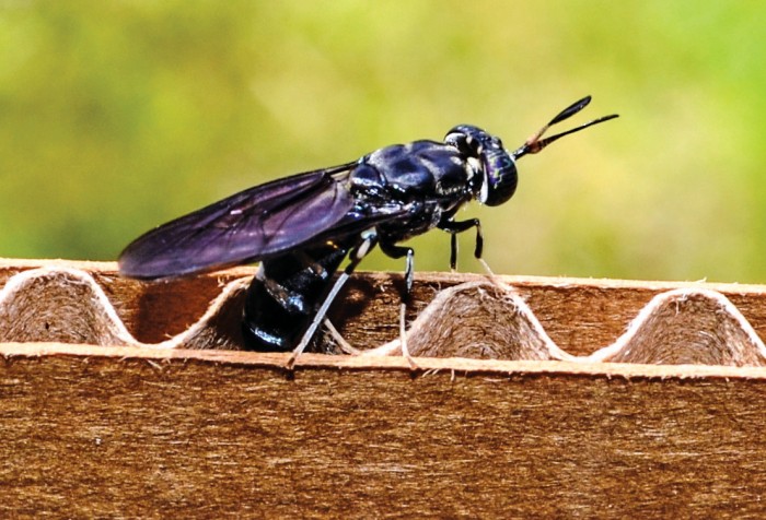 Fly-farming-pioneer-AgriProtein-attracts