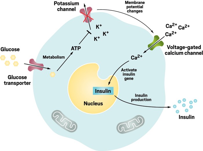 Potential-diabetes-therapy-Engineered-cells
