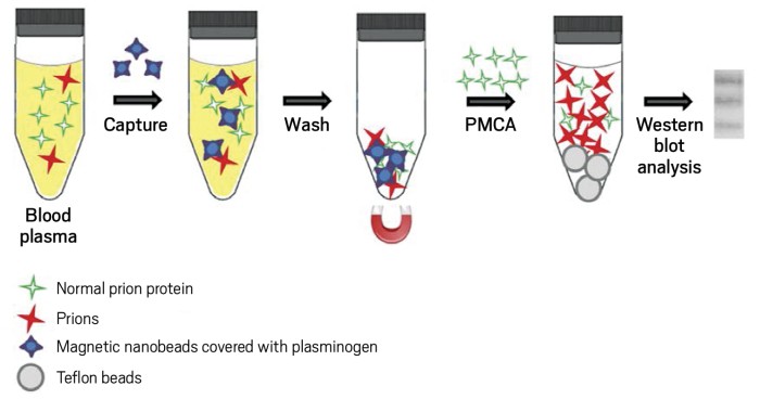 Toward-blood-test-prion-disease