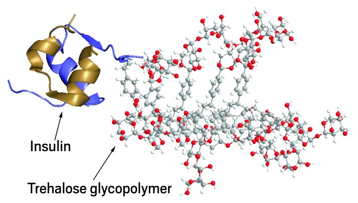 Polymer-improves-stability-protein-drug
