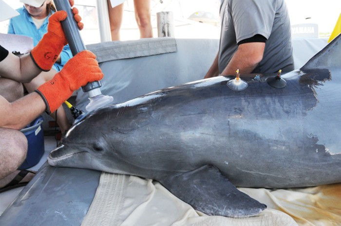 Dolphin-breath-holds-chemical-clues