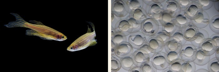 Zebrafish Embryo Free Zebrafish Embryo 22. (prim 6 Stage, Dorsal)