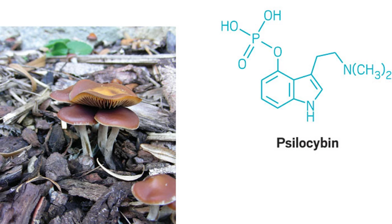 ‘Magic mushroom’ enzyme mystery solved