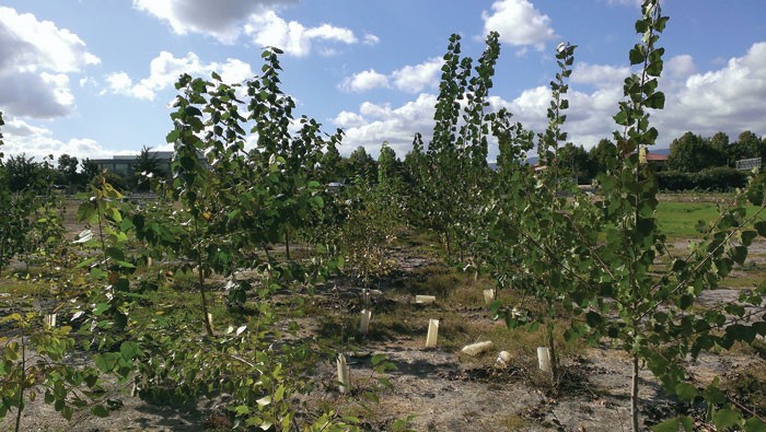 Trees-probiotic-boost-clean-carcinogen