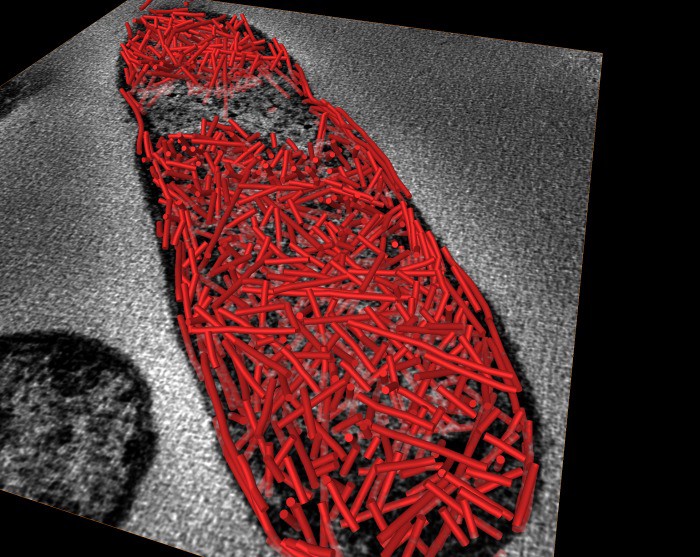 Engineering-new-cellular-scaffolding-bacteria