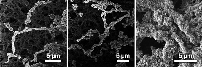 Helium ion microscopy reveals mysteries of spiky bacterial filaments﻿