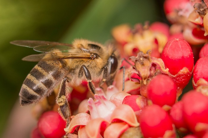 When good bees go bad﻿