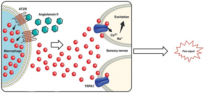Targeting immune cells could relieve chronic pain