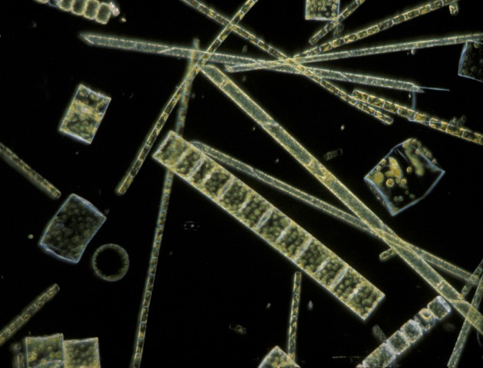 Marine Diatoms Under Microscope