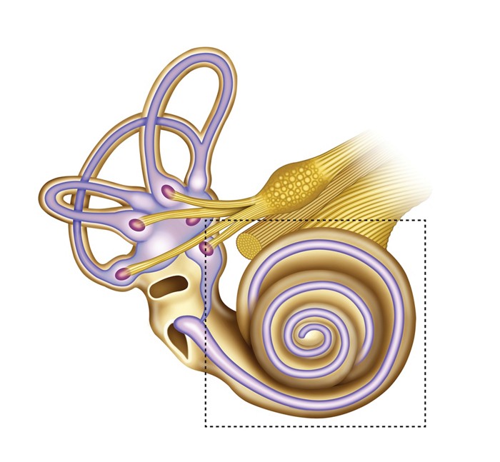 Diagram Of The Ear Without Labels