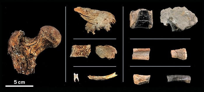 Uncovering the chemical secrets of burned bones